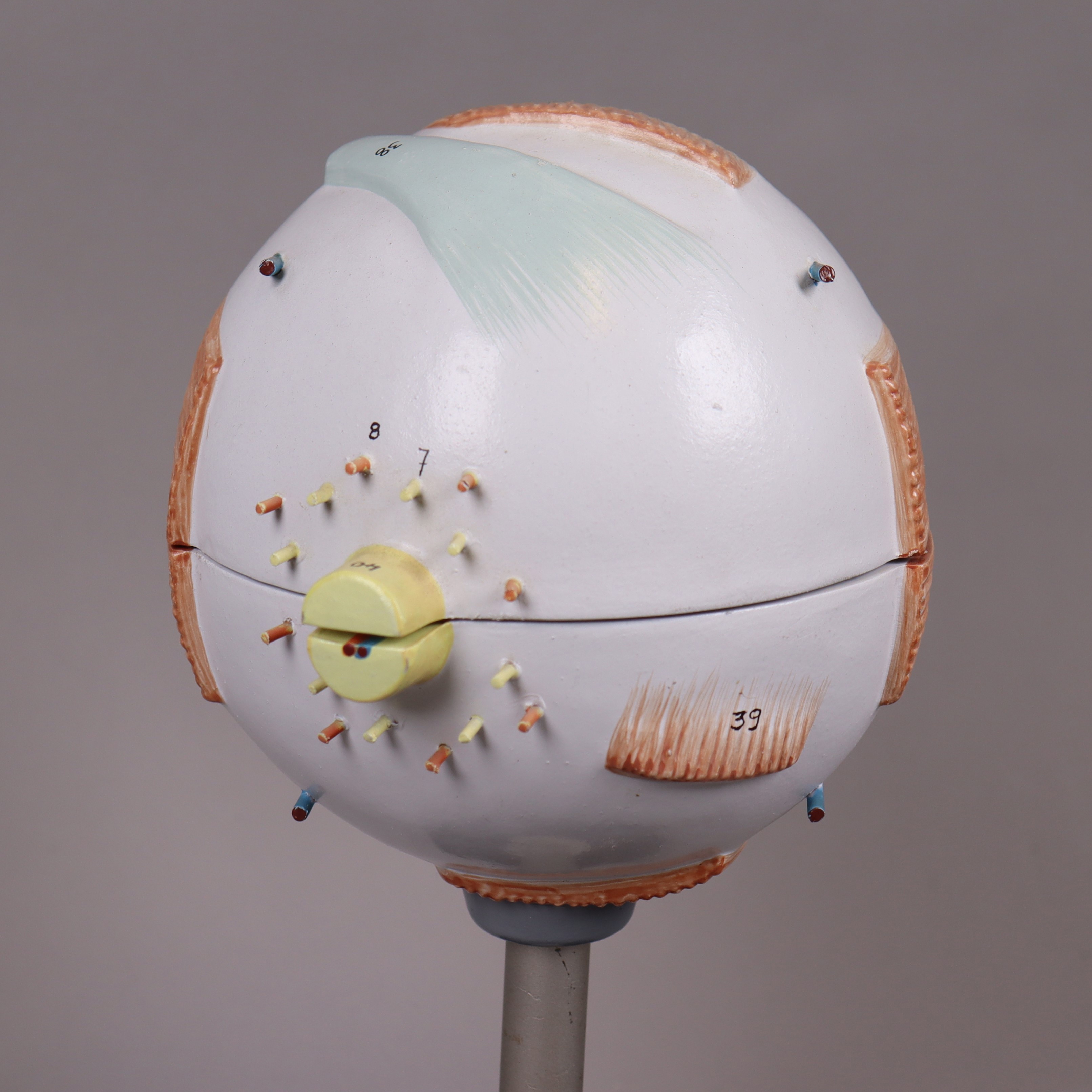 Luctor, Netherlands, anatomisk modell av… | Auktion.se