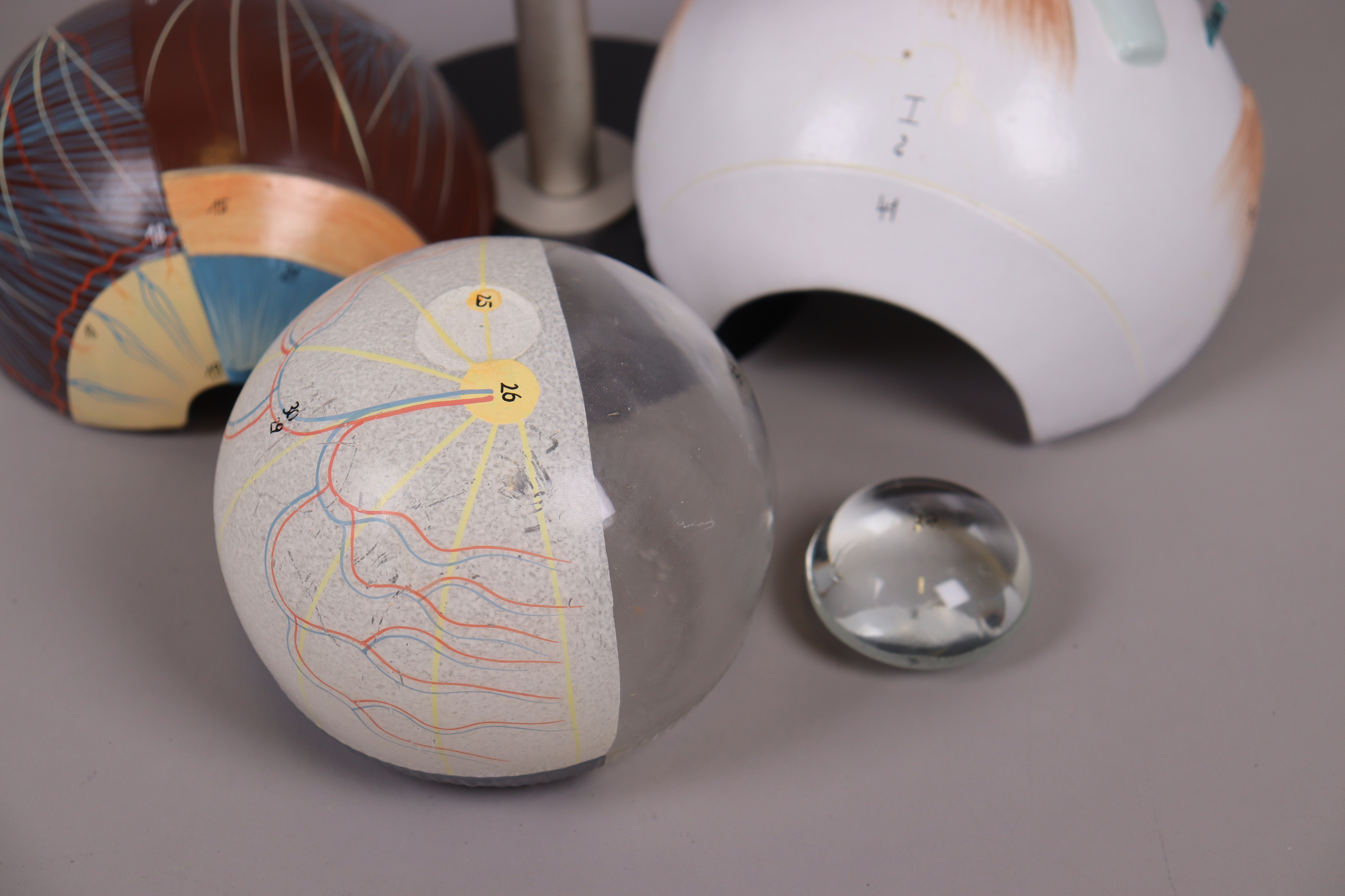 Luctor, Netherlands, anatomisk modell av… | Auktion.se