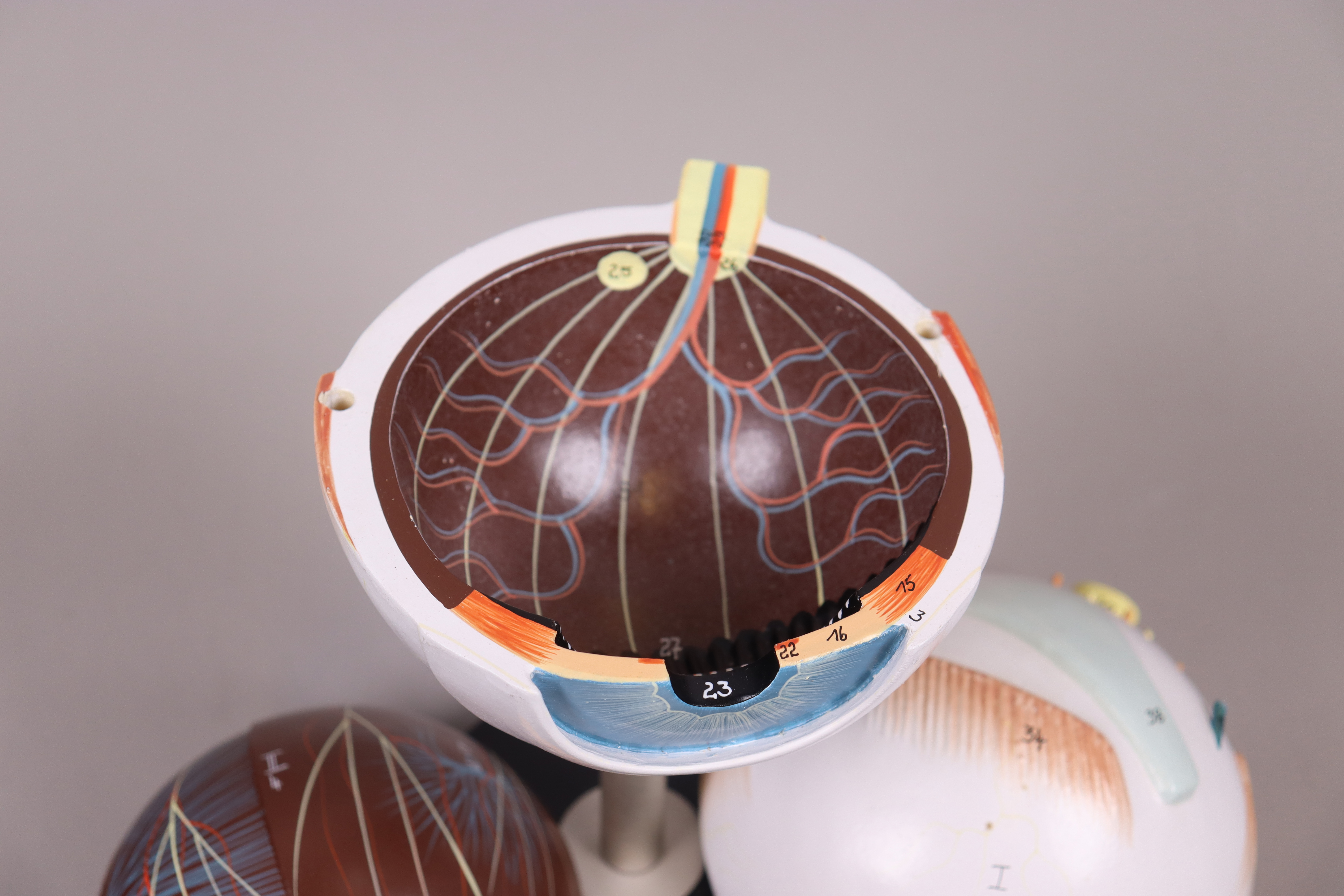 Luctor, Netherlands, anatomisk modell av… | Auktion.se